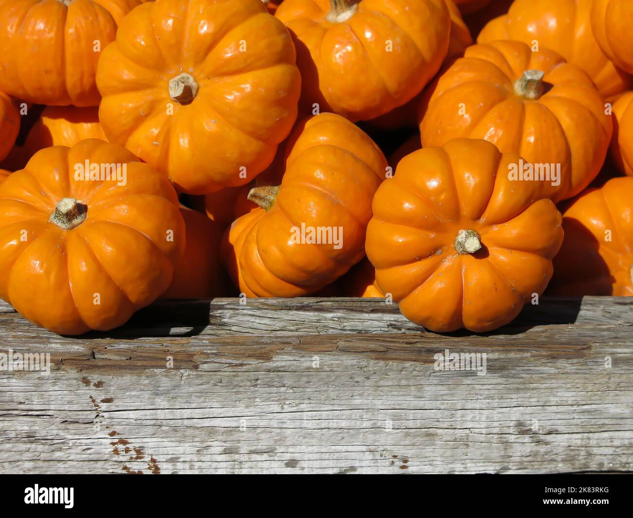 Jack be Littles on Display for Purchase Stock Photo - Alamy