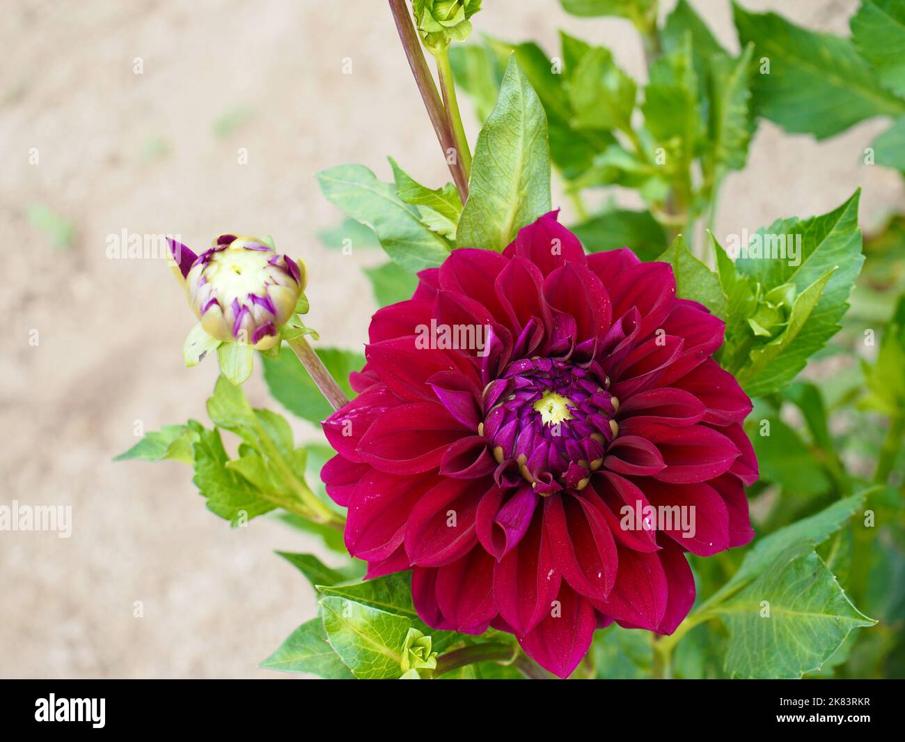 Dahlia flowers in the garden Stock Photo - Alamy