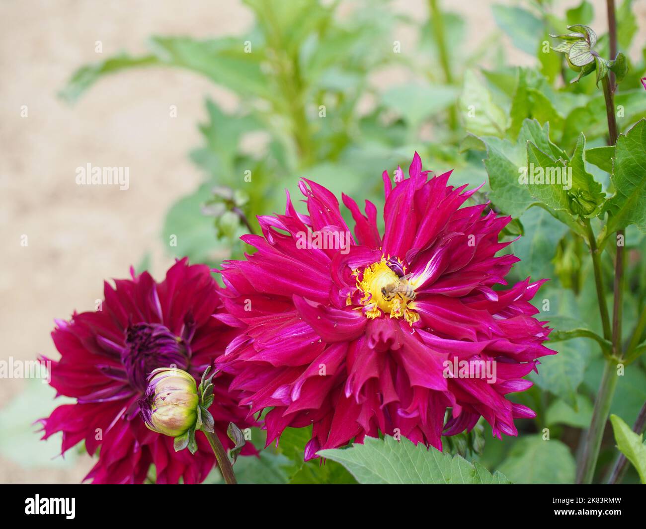 Dahlia flowers in the garden Stock Photo - Alamy