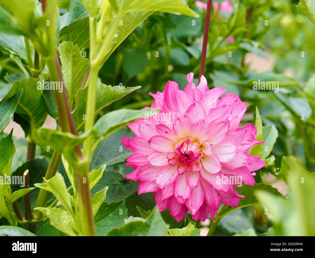 Dahlia flowers in the garden Stock Photo - Alamy