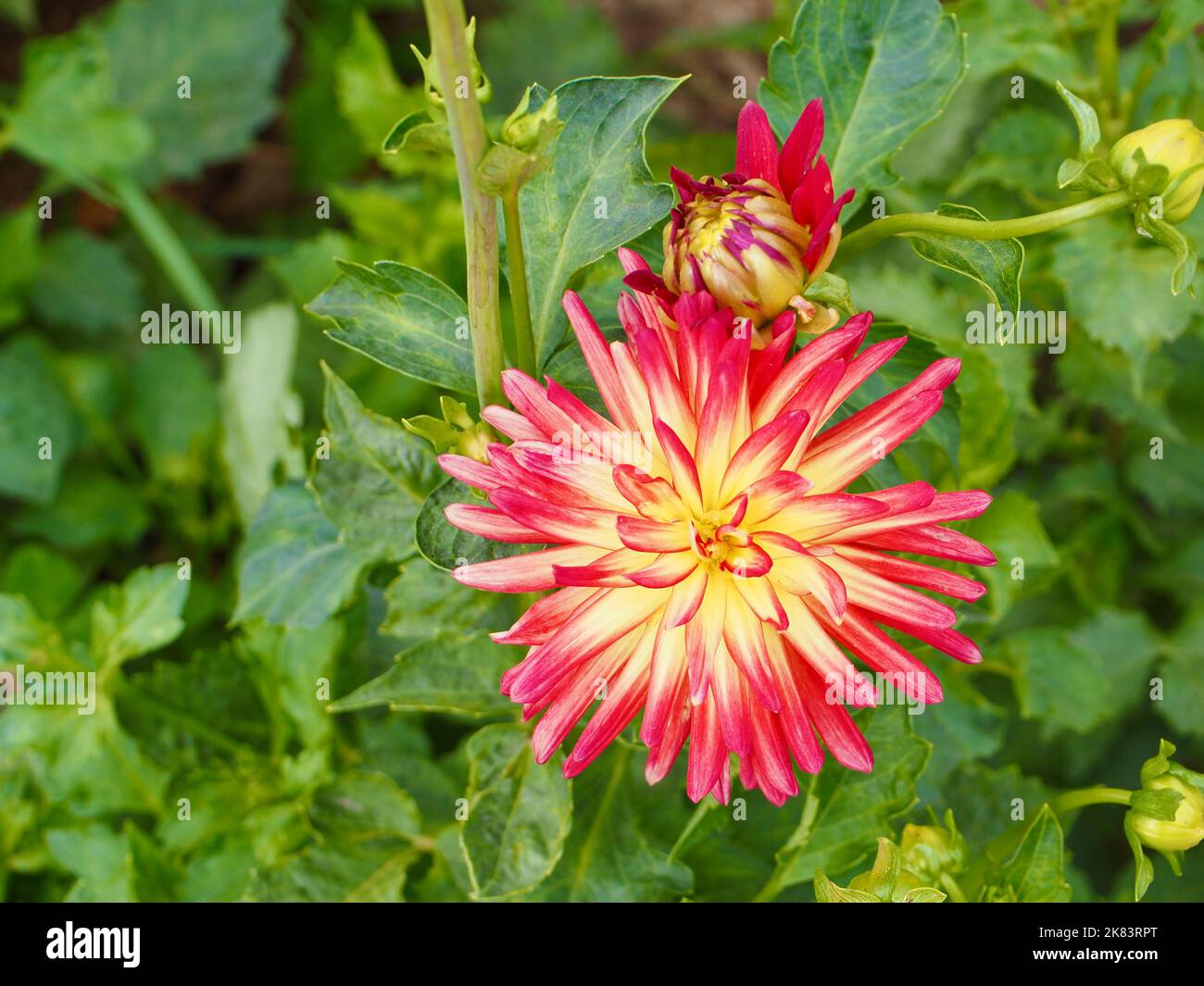 Dahlia flowers in the garden Stock Photo - Alamy