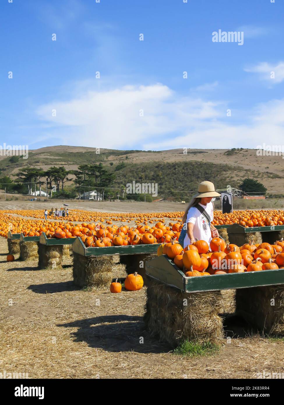 Field of pumpkims hi-res stock photography and images - Alamy