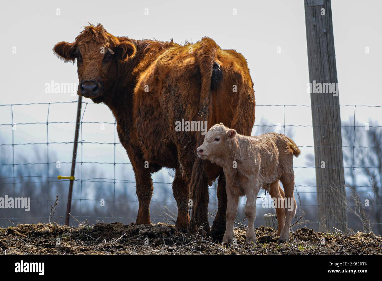 Cattle on pasture early spring hi-res stock photography and images - Alamy