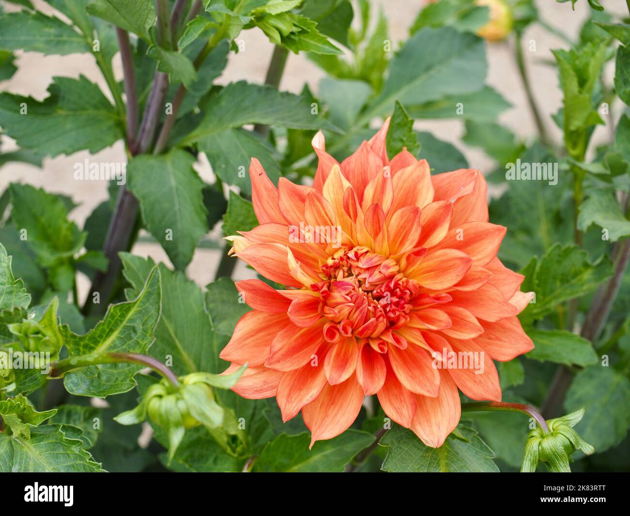 Dahlia flowers in the garden Stock Photo - Alamy