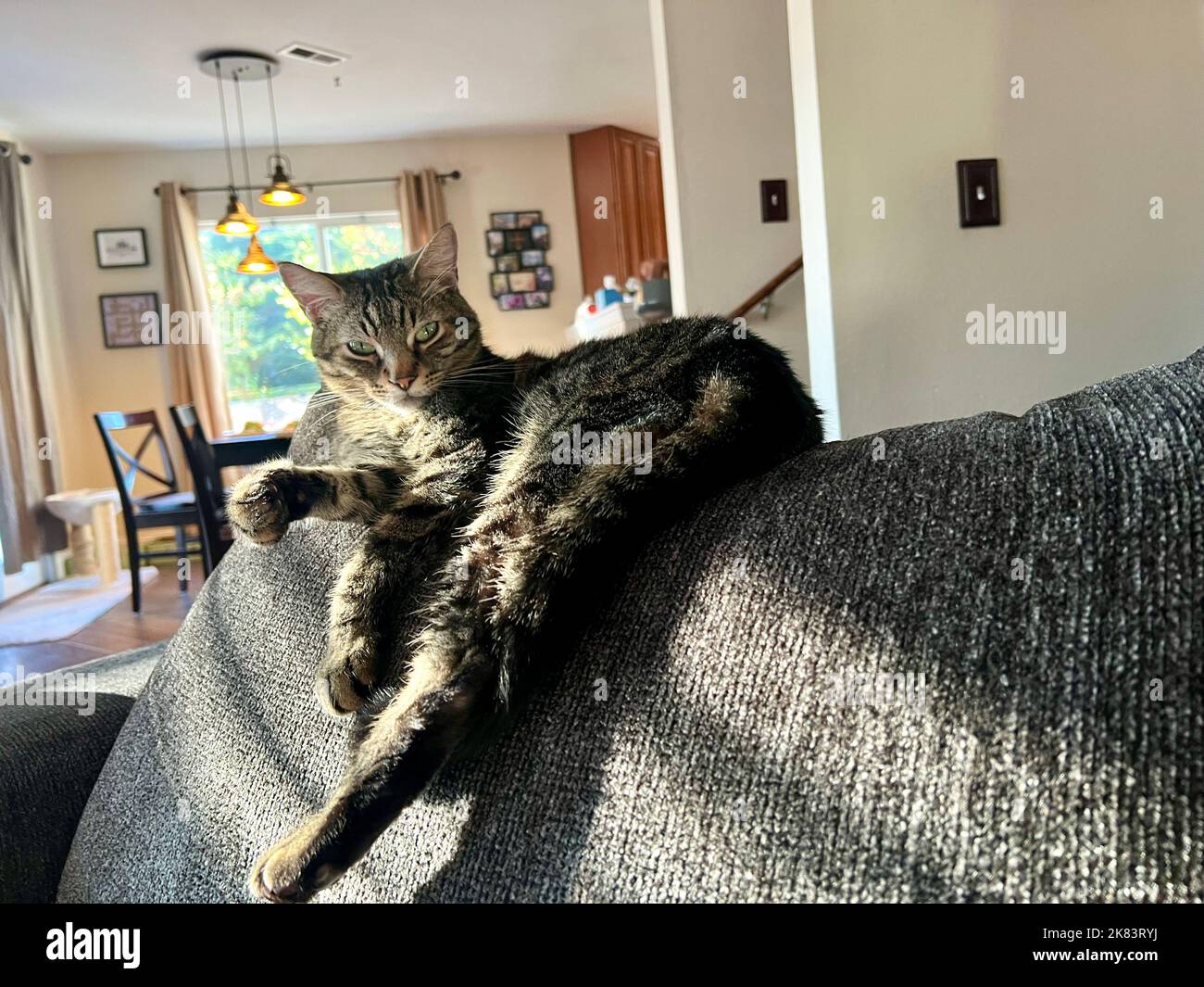 Morphy the tabby cat Stock Photo - Alamy