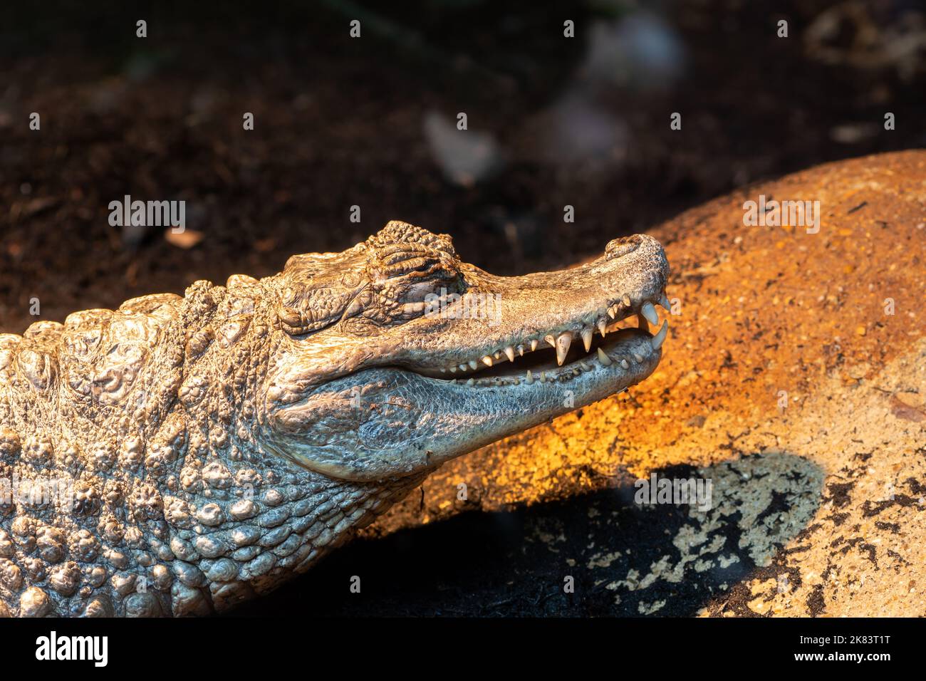 Close up portrait of a spectacled caiman (caiman crocodilus) in ...