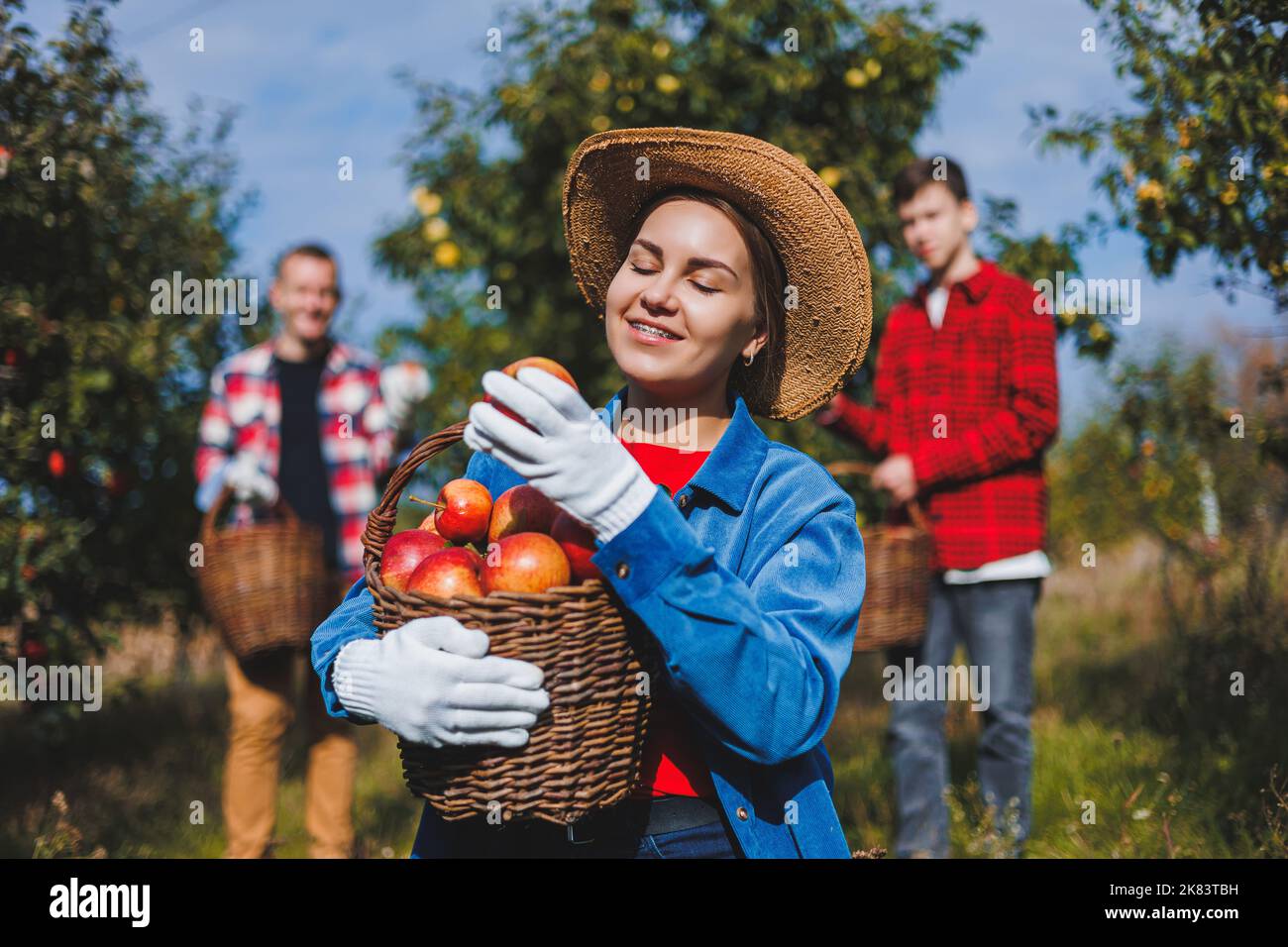 Happy smiling female worker in hat picking fresh ripe apples in orchard ...