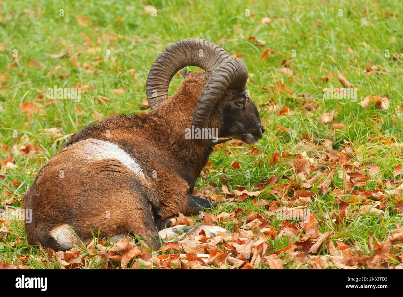 Portrait of an adult male mouflon with massive horns lying on a grassy ...