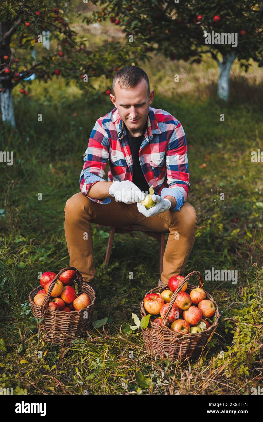 Happy male worker picking fresh ripe apples in orchard during autumn ...