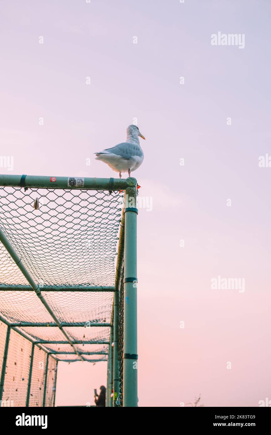 White and gray seagull on green overpass bridge walkway with light pink ...