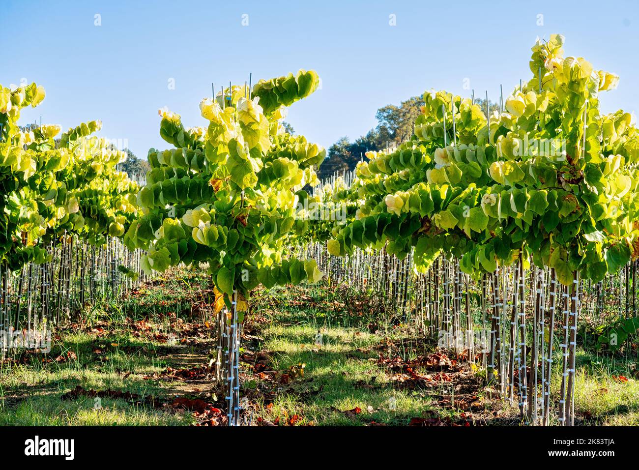 Rows of young Redbud trees at a nursery in rural Tennessee Stock Photo ...