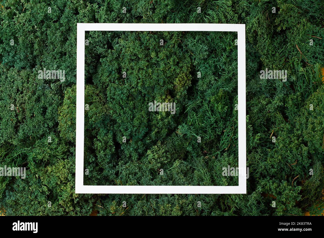 White frame on green moss natural background. Flat lay, copy space ...