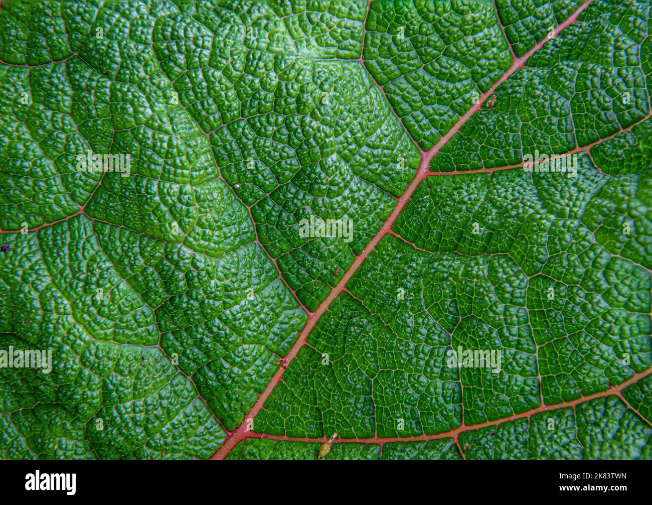 Large leaf rough texture hi-res stock photography and images - Alamy