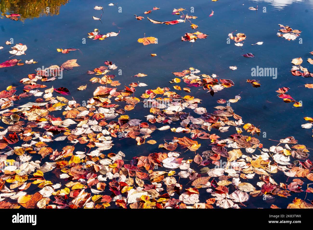 Colorful fall leaves in lake water surface, floating autumn leaf. Fall season leaves float in ...