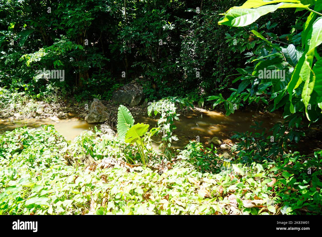 exotic tropical landscape on the peninsula of samana in the dominican ...