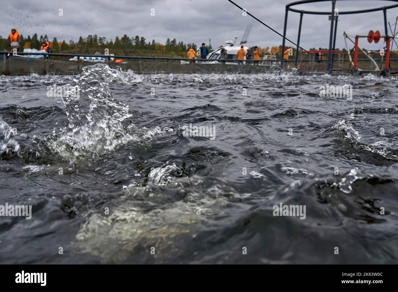 Feeding trout at a fish farm in autumn Karelia. The Republic of Karelia ...