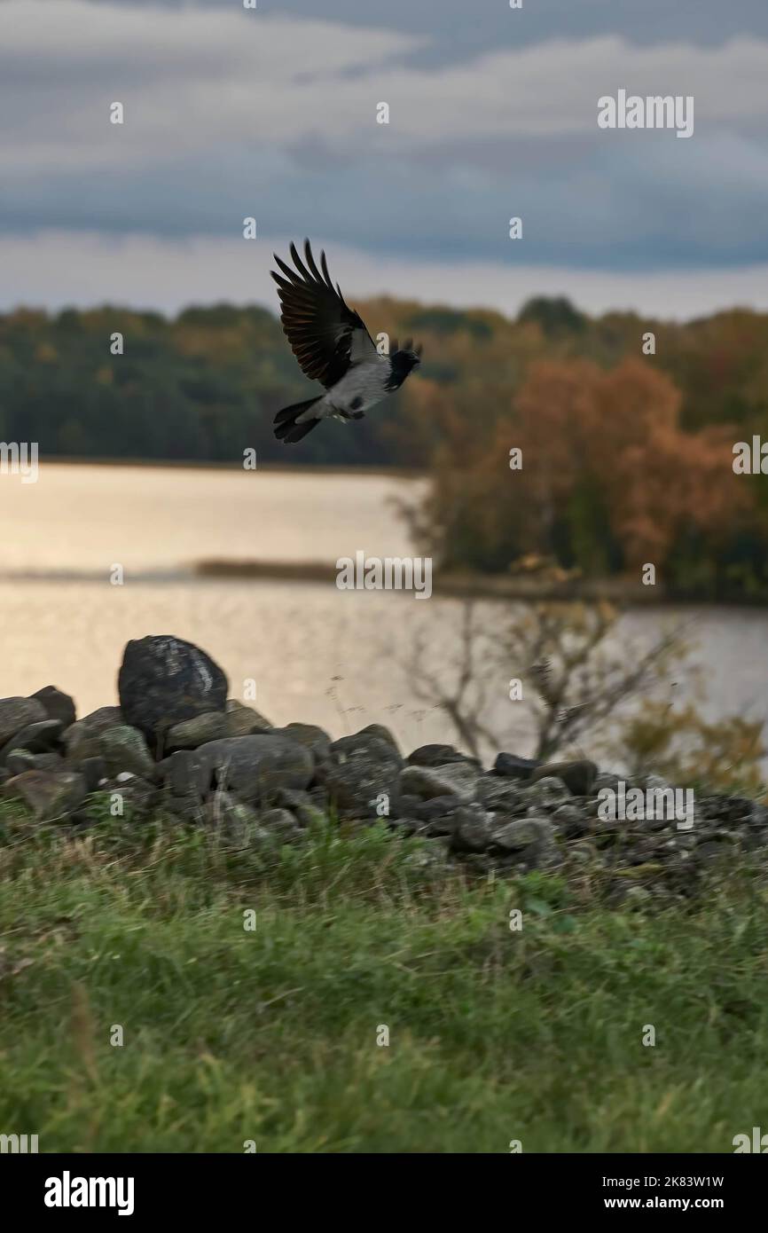 A gray crow takes off from a pile of stones in Karelia in autumn. The ...