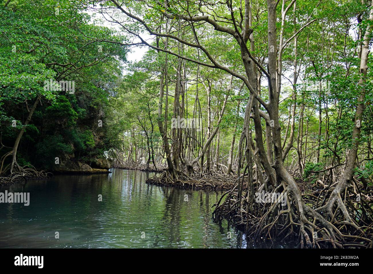 mangrove forest in the national park los haitises in the dominican ...