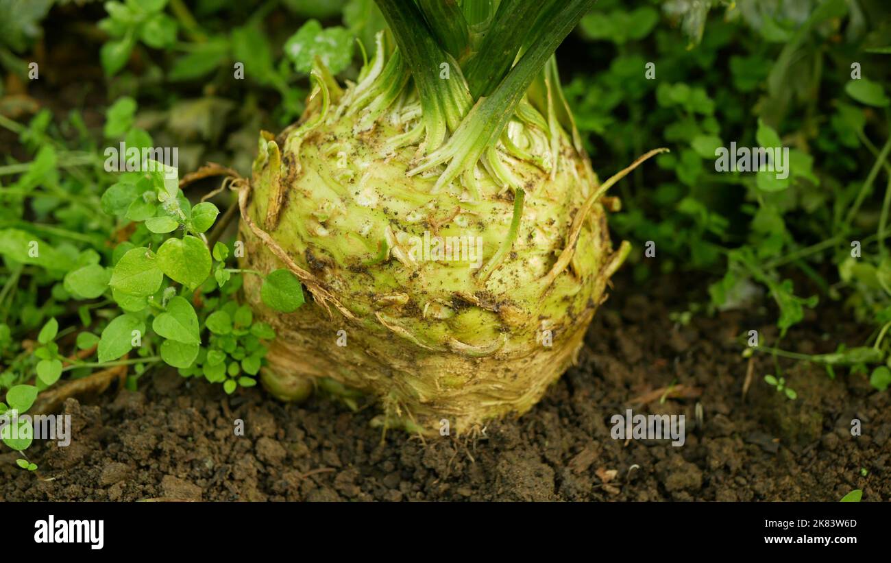 Celeriac field bio Apium graveolens rapaceum detail root knob celery ...