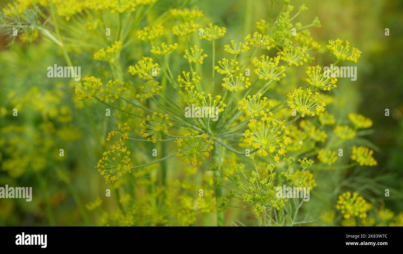 Dill Anethum graveolens farm harvest bio plant blooming flower yellow ...