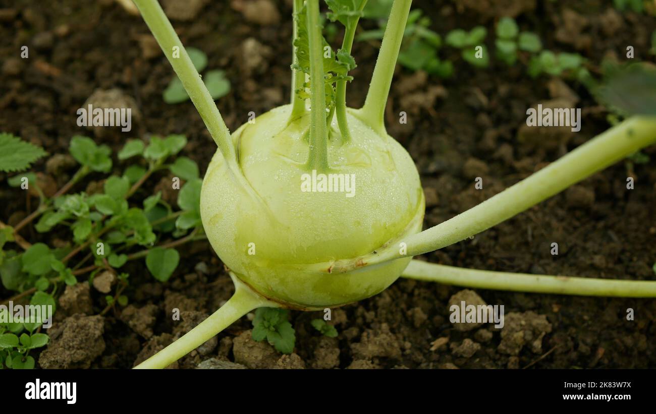 Kohlrabi tuber bio detail greenhouse foil field land root crop turnip ...