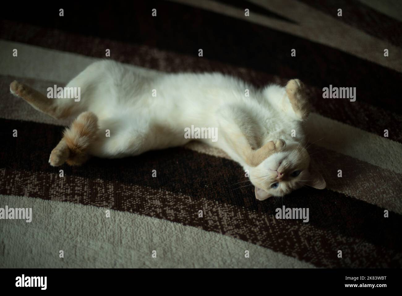 Cat on carpet. Cat at home. Pet caresses on floor. Animal is at home ...