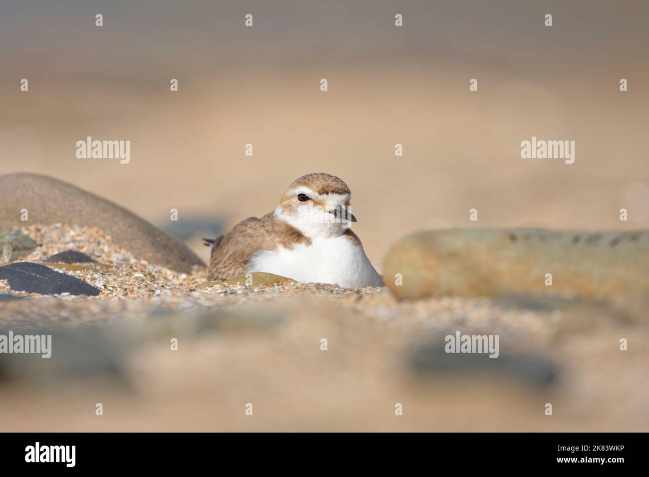 Kentish Plover male (Charadrius Alexandrinus) on its nest. Baie du mont ...