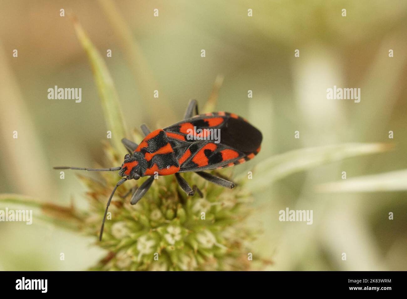 Detailed closeup on a colorful red and black Mediterranean ground bug ...