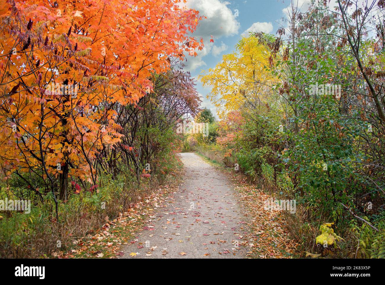 Large stump in the foreground in a beautiful maple forest with golden ...