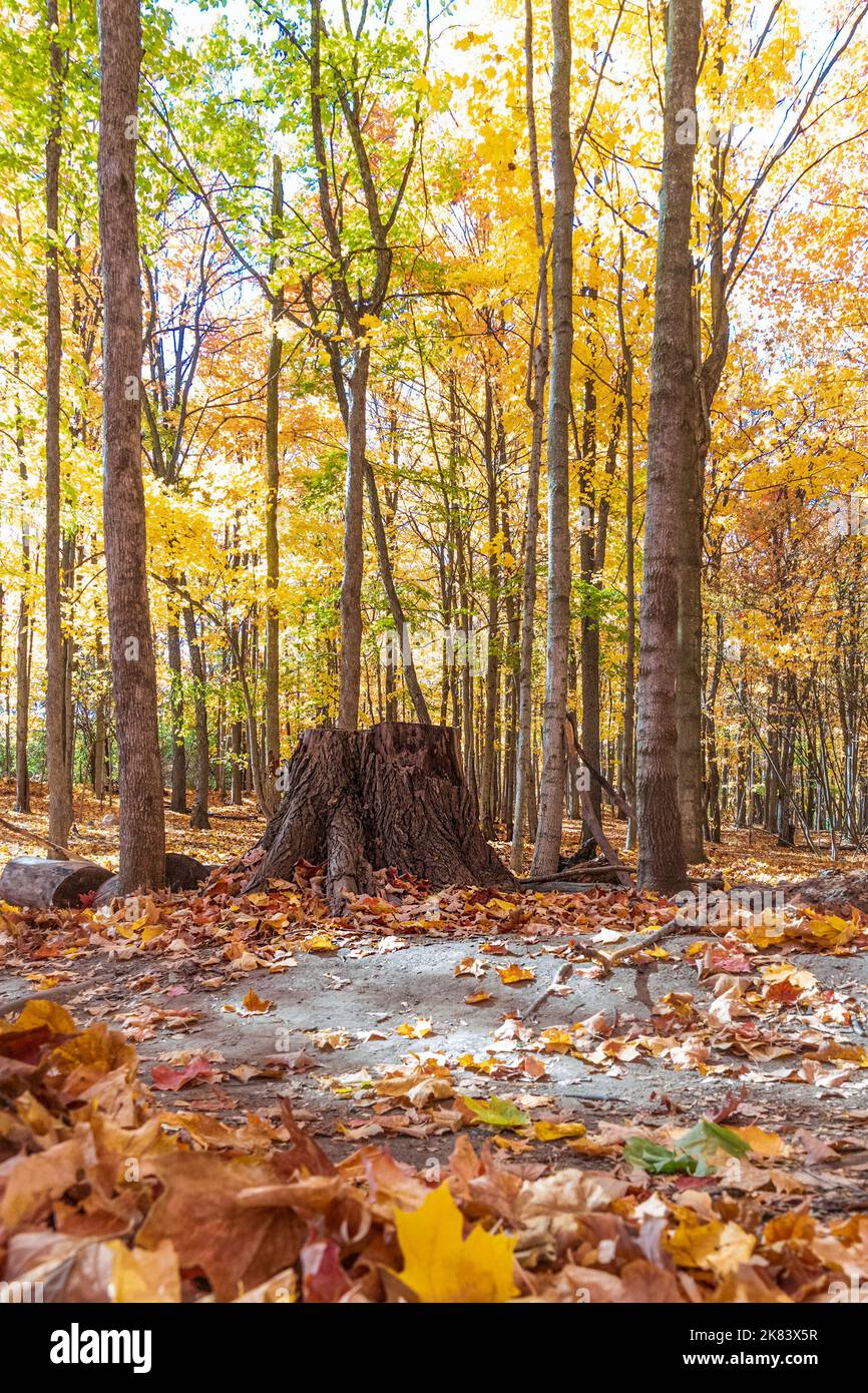 Large stump in the foreground in a beautiful maple forest with golden ...