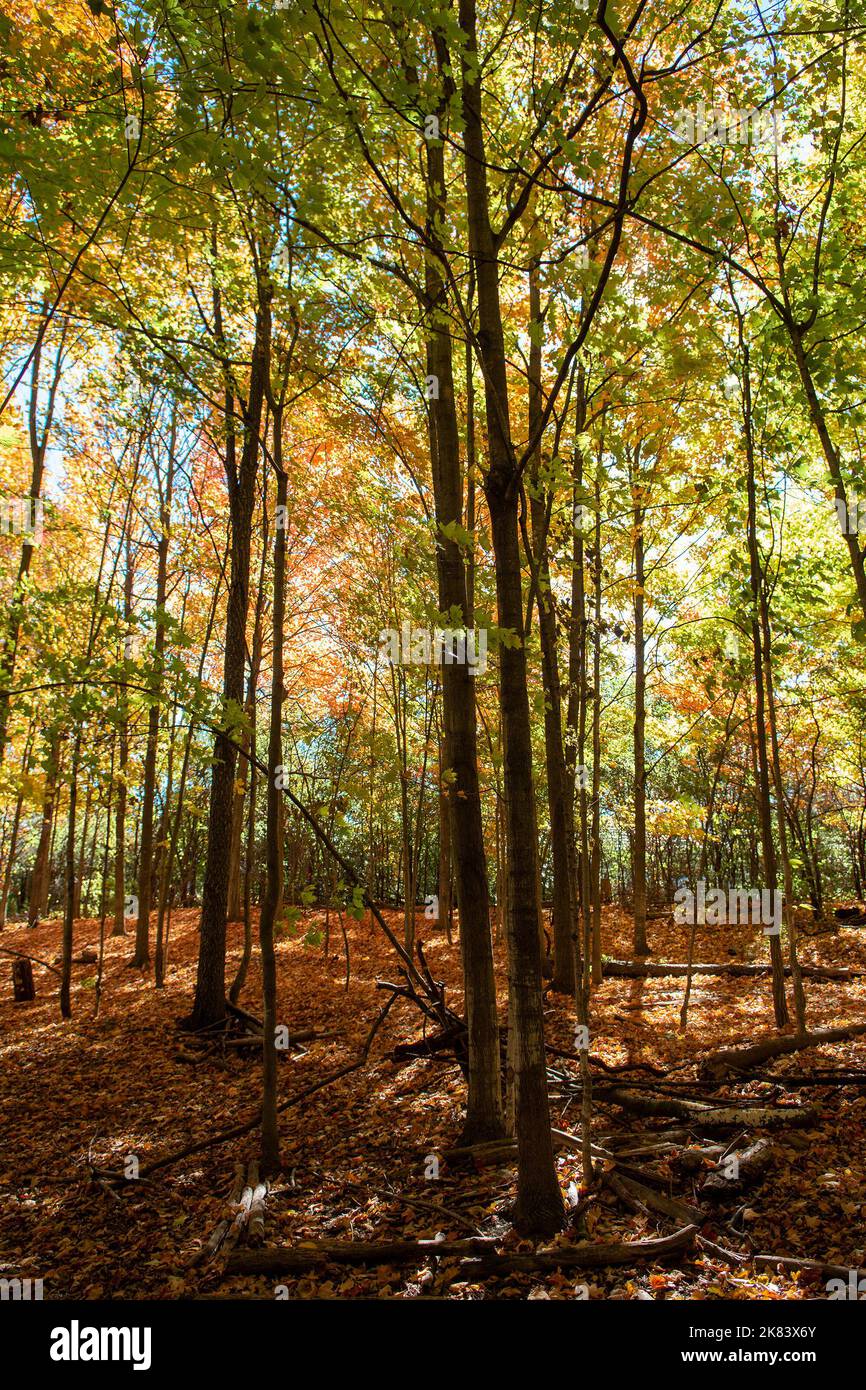 Lengthened tree hi-res stock photography and images - Alamy