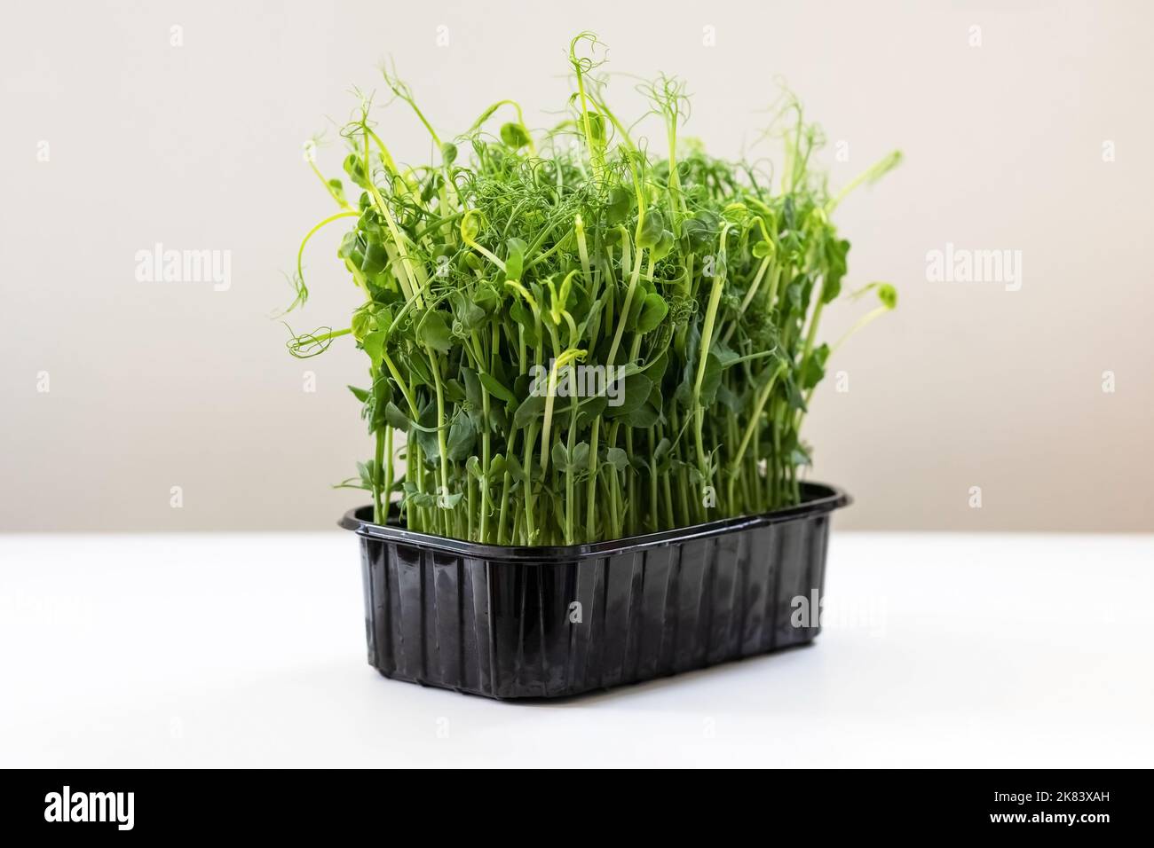 Micro green pea sprouts on a white table for healthy nutrition Stock ...