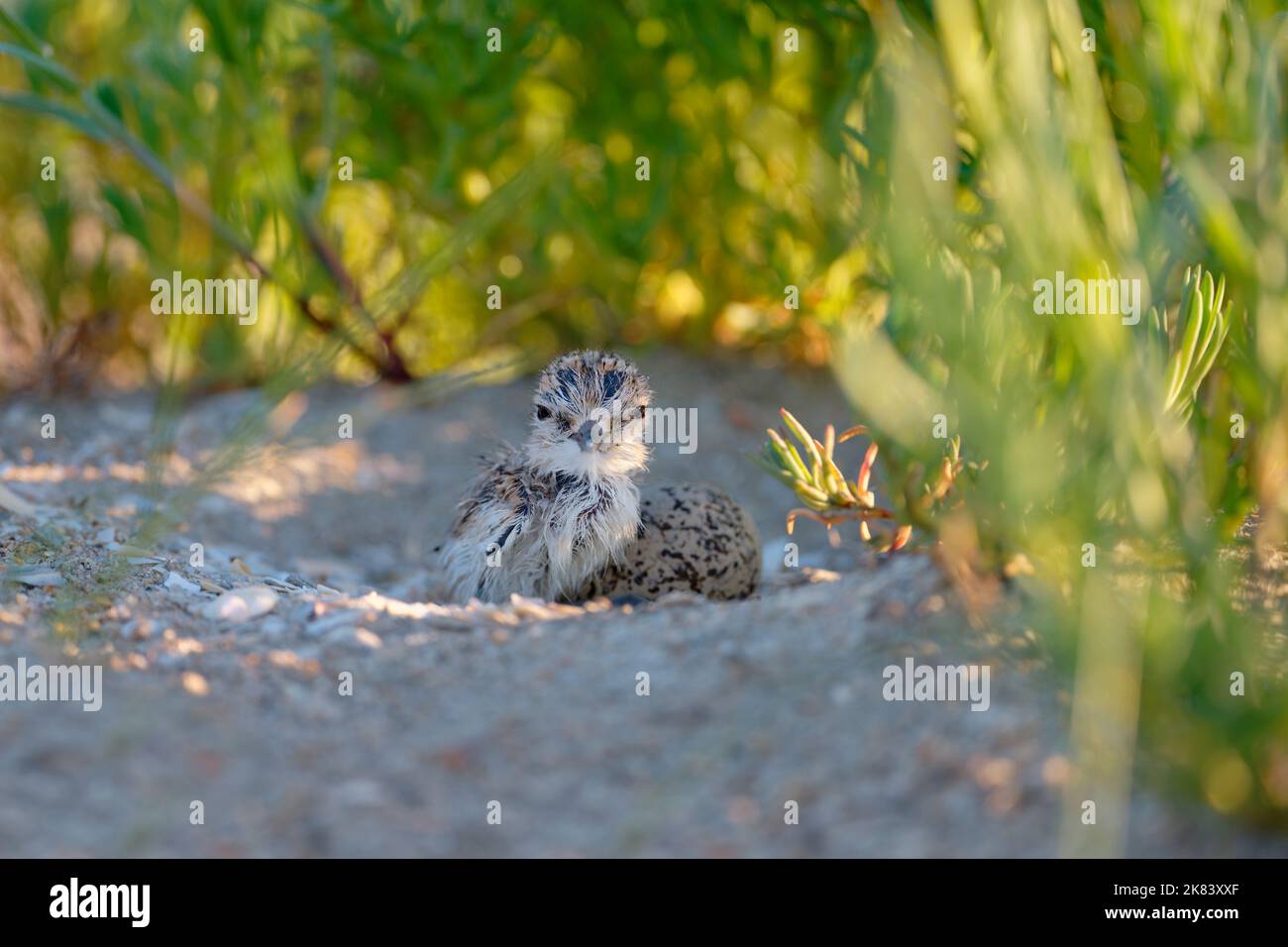 Kentish Plover (Charadrius Alexandrinus) chick just born on its nest ...
