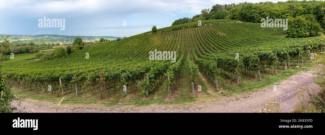 Panoramic view of vine fields along the wine route Stock Photo - Alamy