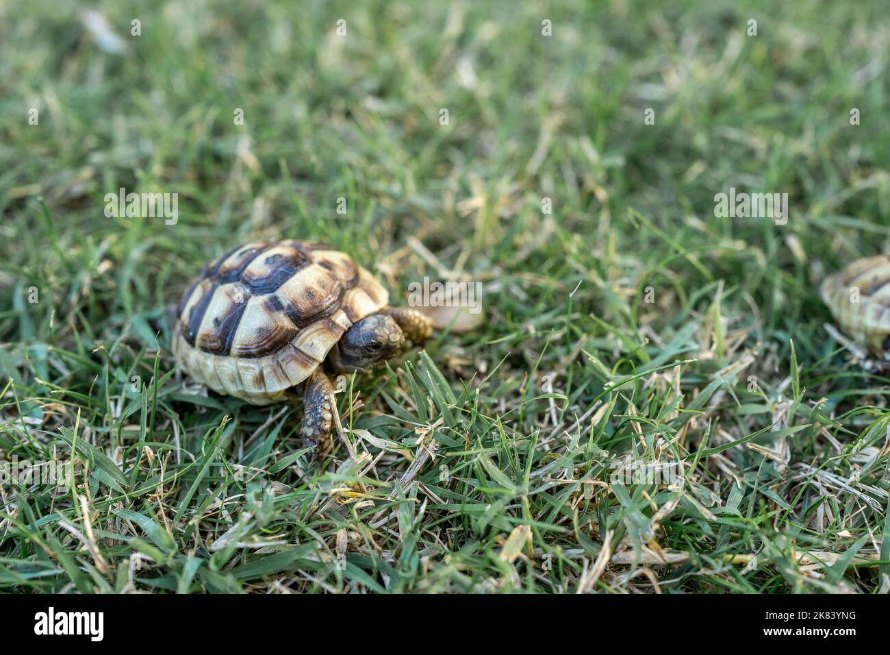baby turtle isolated walking on grass Stock Photo - Alamy