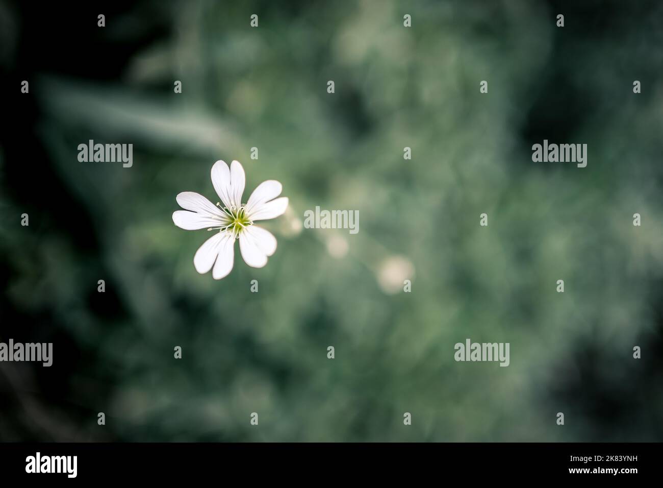 Top view of a flower of the medicinal plant Saponaria officinalis ...
