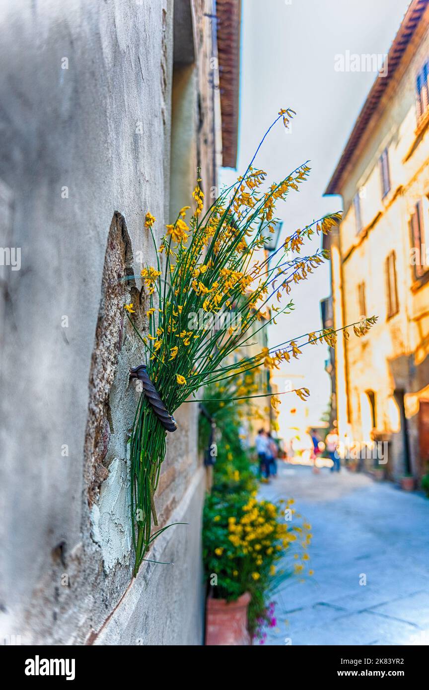 Scenic flowers hung on the walls in the city streets of Pienza ...