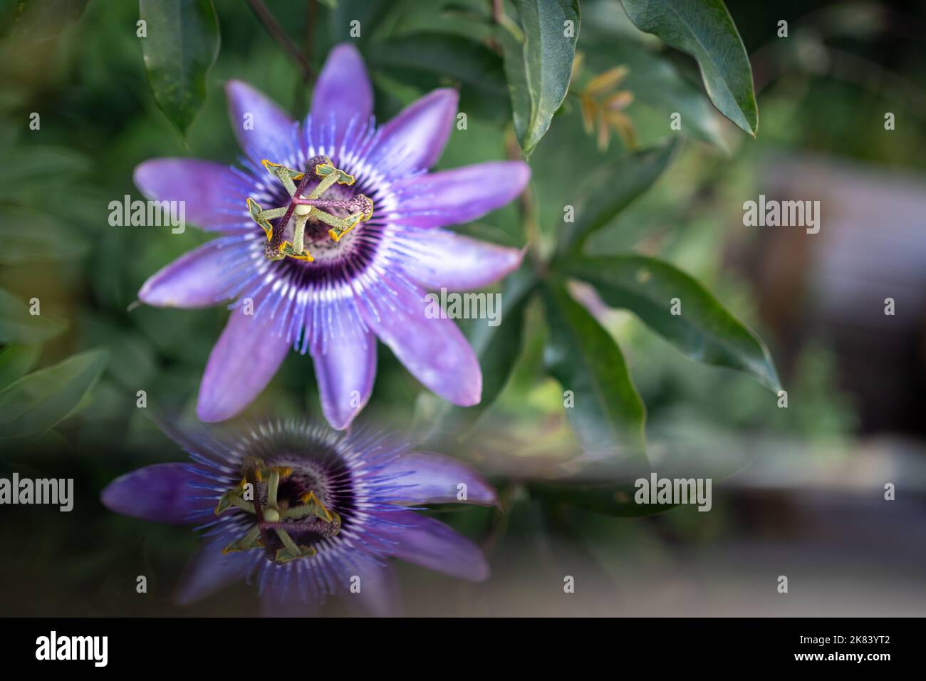 purple flower of Passiflora (Passiflora incarnata) leaves in european ...