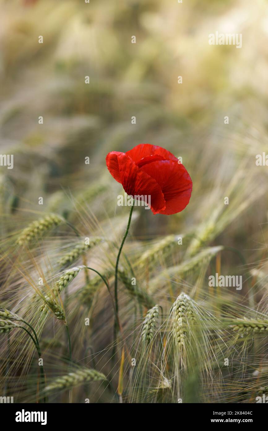Flanders poppy hi-res stock photography and images - Alamy