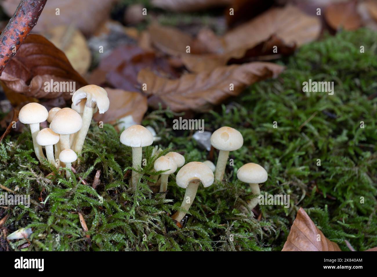 Grey leaved sulphur head hi-res stock photography and images - Alamy
