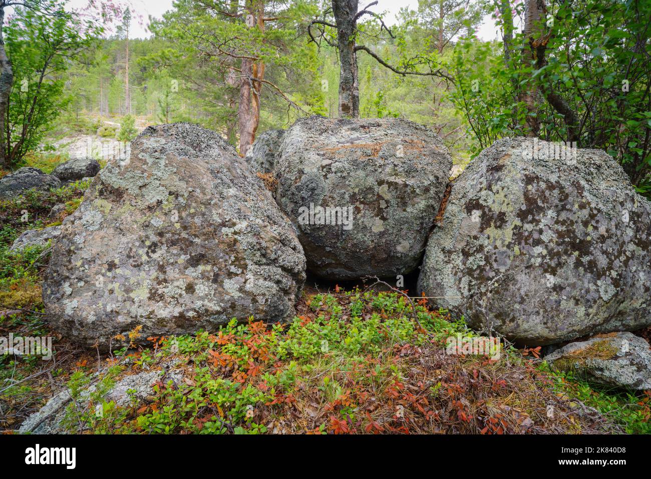 three large rocks in a norwegian pine wood Stock Photo - Alamy