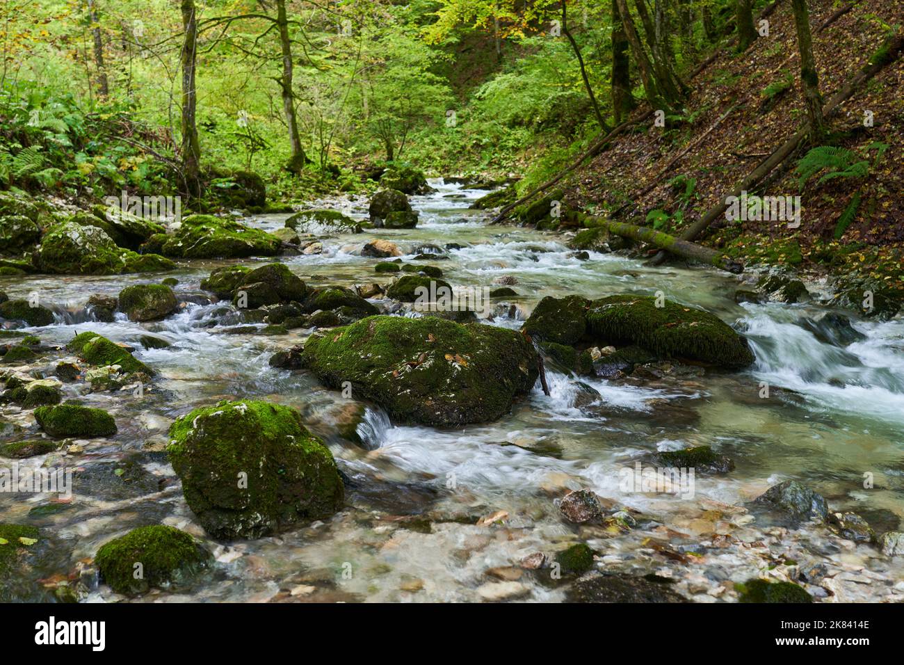 River flowing in an enchanted forest with moss covered boulders Stock ...