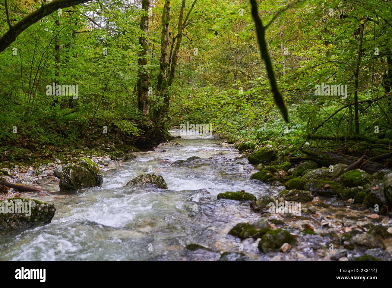 River flowing in an enchanted forest with moss covered boulders Stock ...