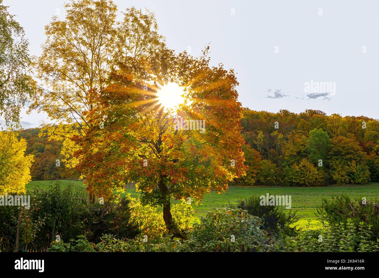 Maple tree with colorful autumn leaves, shining sun with star sun rays ...