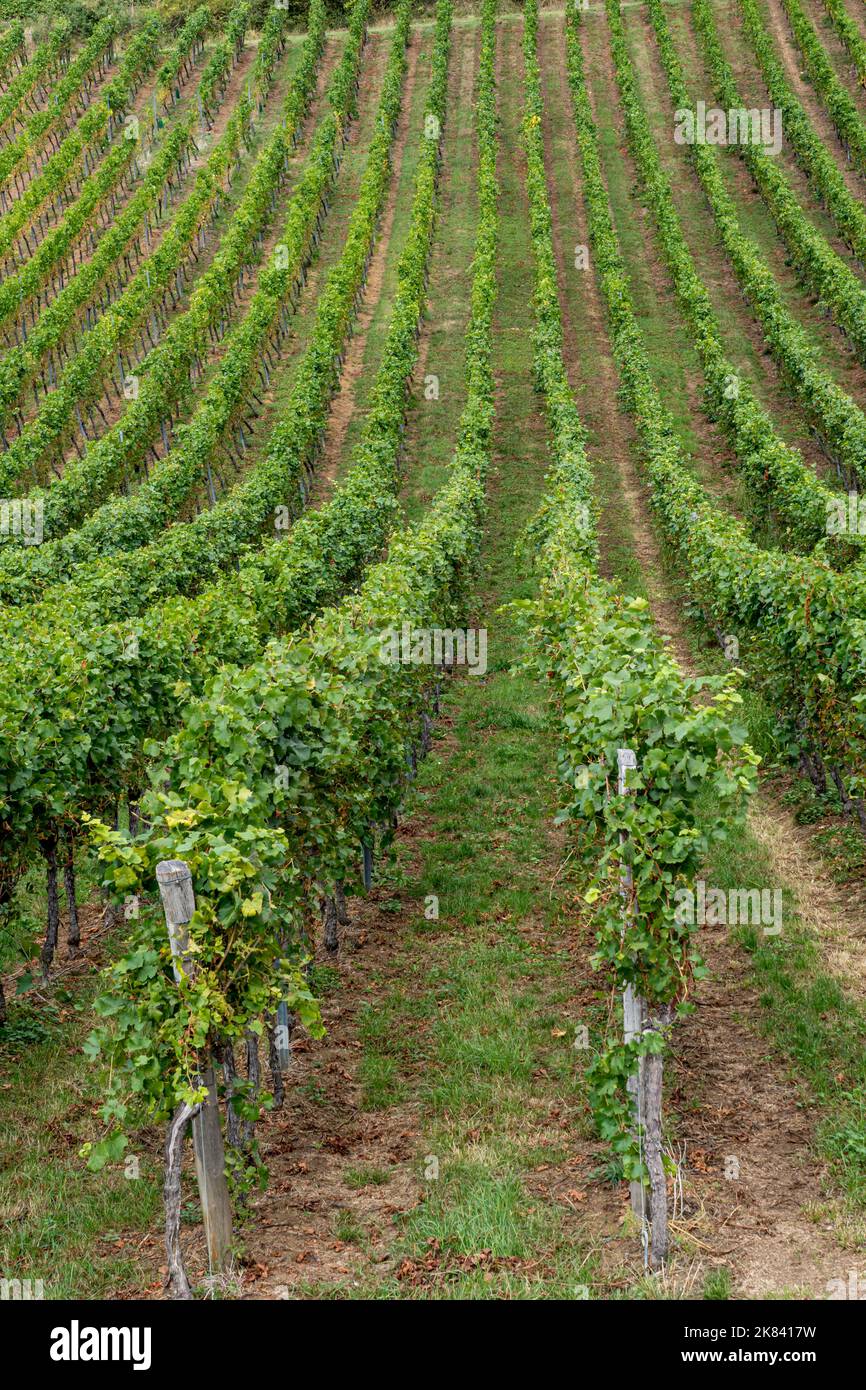 Panoramic view of vine fields along the wine route Stock Photo - Alamy