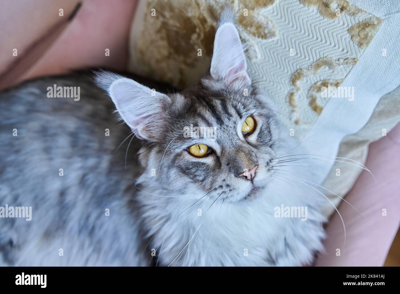 Attractive purebred silver Maine Coon cat looking up, in a home Stock ...
