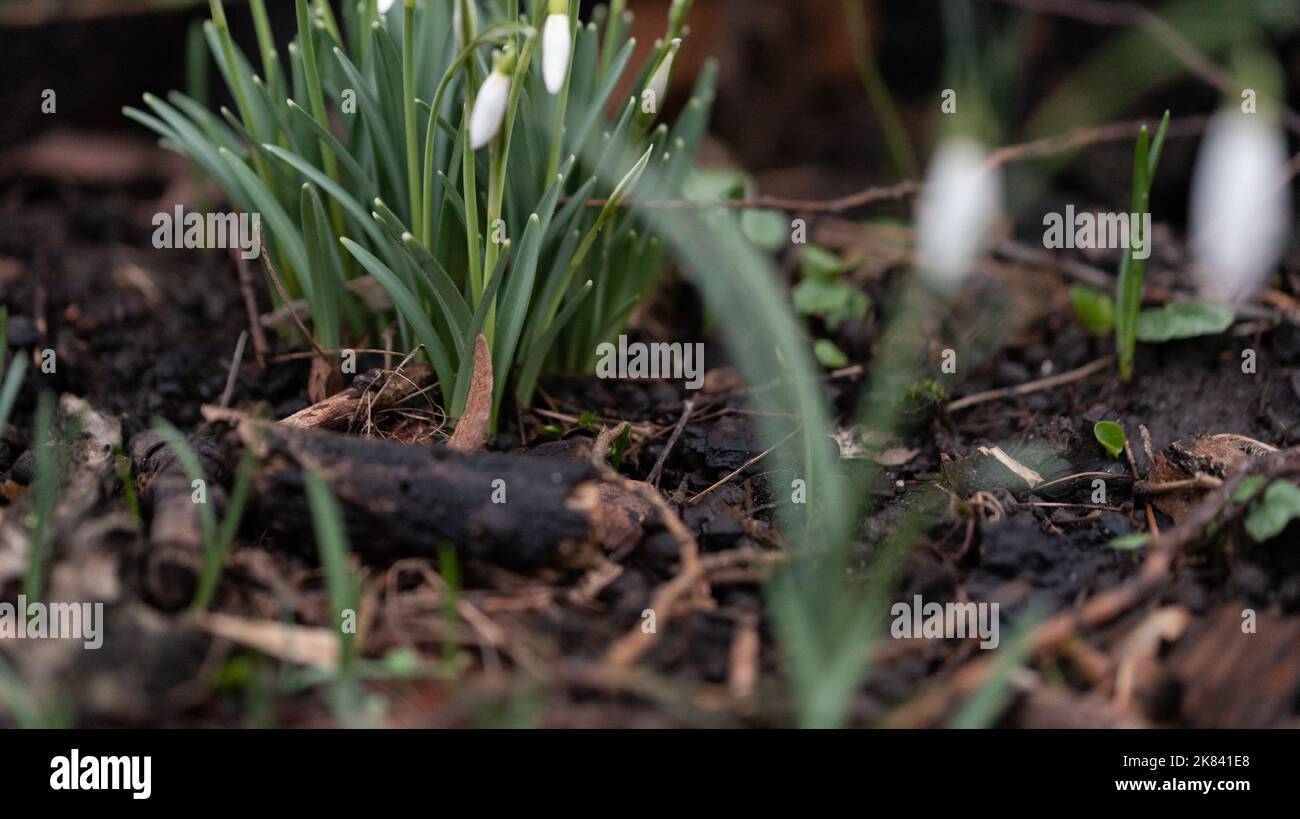 Blooming snowdrops in spring. The first flowers, signs of spring. White flowers, snowdrops ...