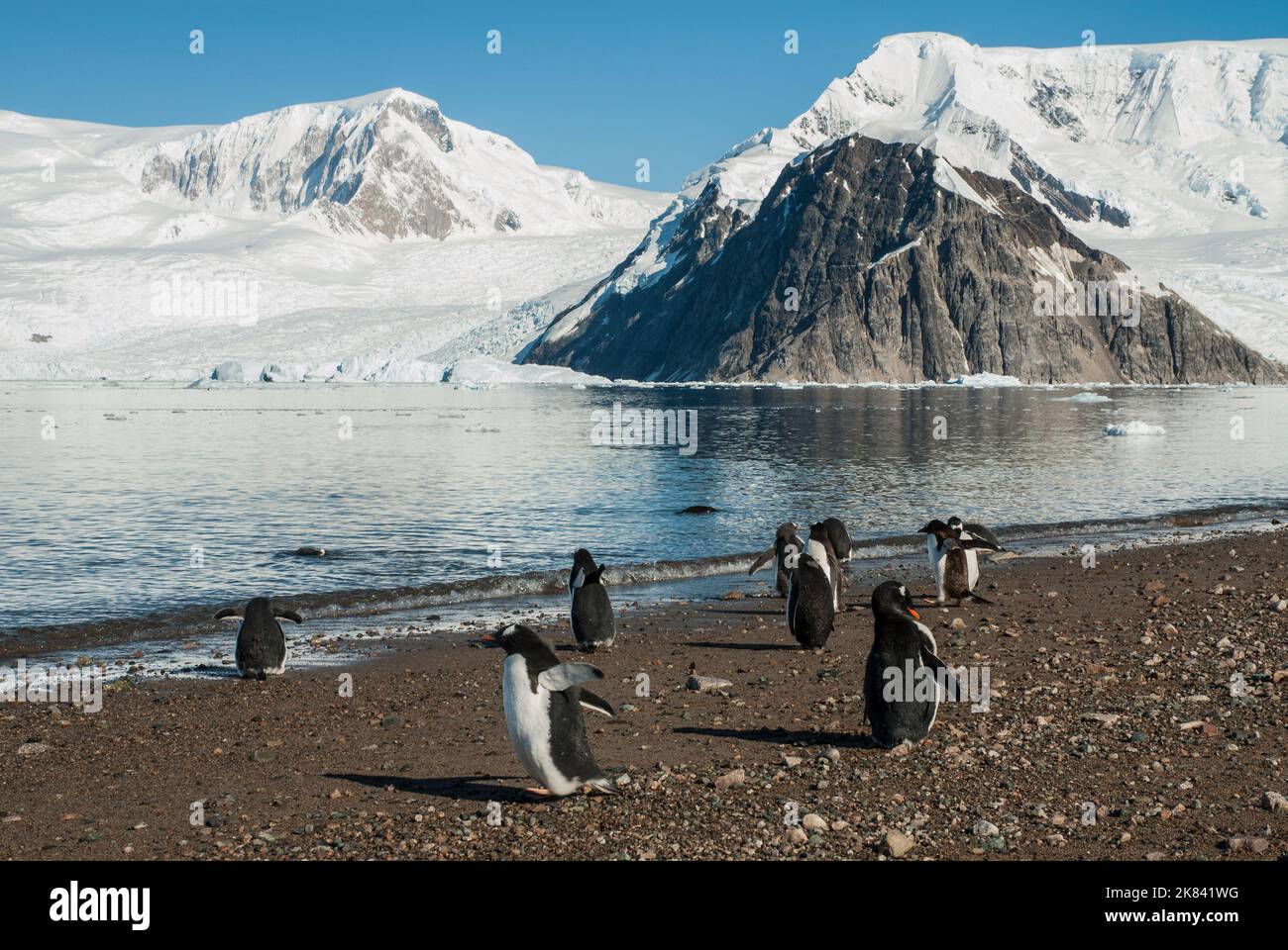 Gentoo penguin two specimens flapping their wings, Antarctic peninsula ...