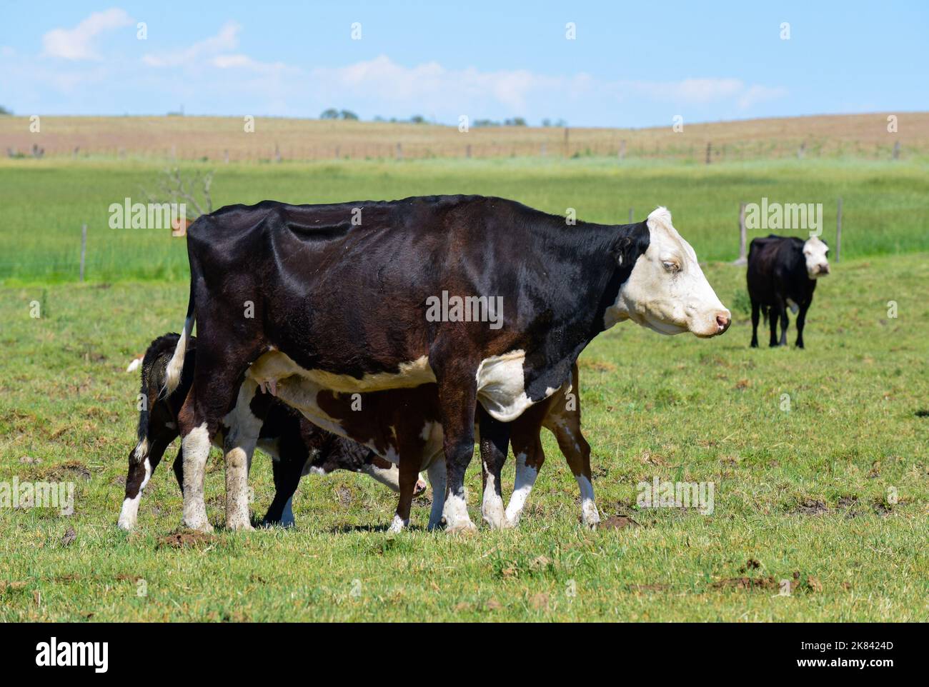 Cows raised with natural pastures, meat production in the Argentine ...