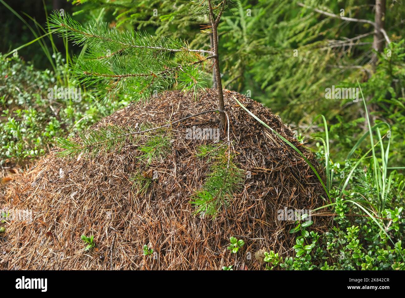 An anthill with a colony of ants in close-up. An anthill in a pine ...